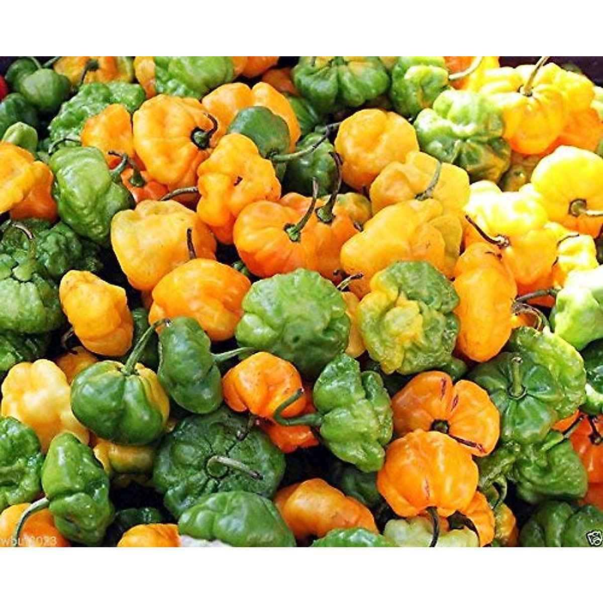 30+ Yellow Scotch Bonnet Jamaican Hot Pepper Seeds Heirloom Non-GMO Spicy, from USA