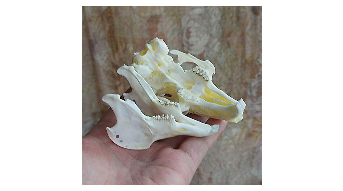 Wixine Cottontail Rabbit Skull Specimen - Unique Animal Bone Collectible
