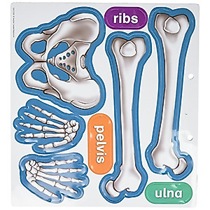 Teacher Created Resources - 77241 Human Skeleton Magnetic Accents 33" x 10" x 9.1"