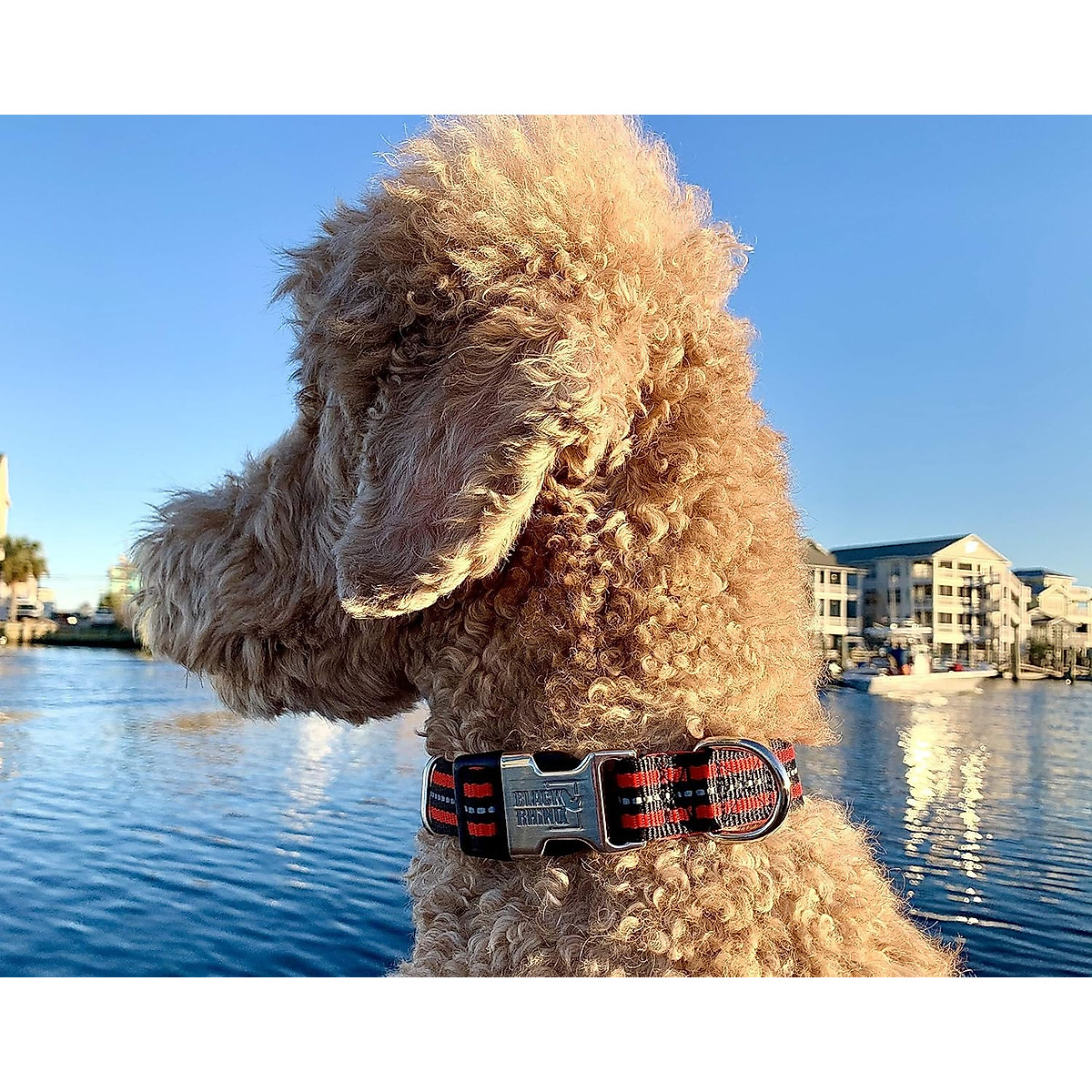 Black Rhino - The Hybrid Striped Dog Collar (Medium) for Medium Large Breeds | Heavy Duty | Soft Padded Neoprene - Reflective & Adjustable - Matching Leashes Sold Separately