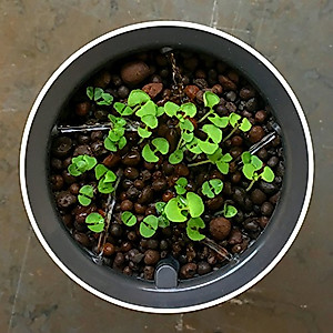 Botanium Hydroponic and Automatic Indoor Gardening Pot, White