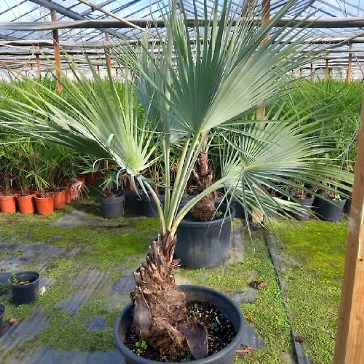 CHUXAY GARDEN 7 Seeds Brahea Armata,Mexican Blue Palm,Blue Hesper Palm Large Evergreen Tree Attractive Appearance Great Ornamental Plant