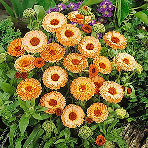 Outsidepride Calendula Officinalis Pink Surprise Pot Marigold Garden Flower Seed - 2000 Seeds