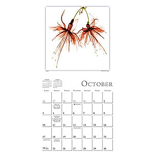 2021 Flower Spirits Radiographs of Nature by Steven N. Meyers Mini Calendar
