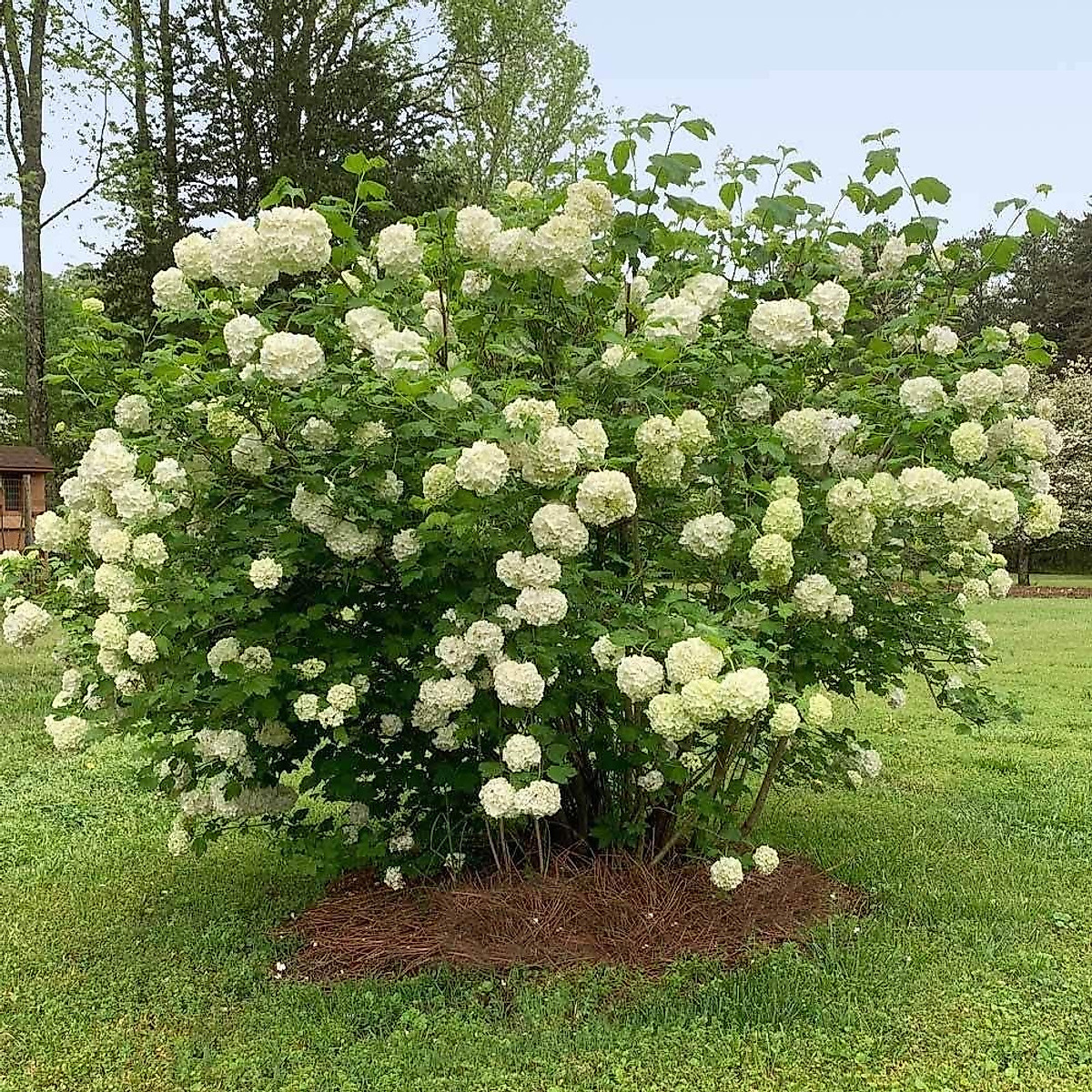 TriStar Plants - Viburnum 'Common Snowball'- 1 Gallon Trade Pot, Viburnum opulus sterile, Live Plant, White Spring Blooms