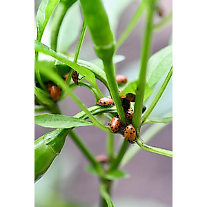 1500 Live Ladybugs - Hippodamia Convergens - Guaranteed Live Deliver - Plastic Container for Moth (1500)