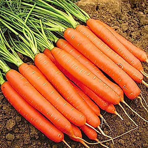 Park Seed Romance Hybrid Carrot Seed Tape, Easy to Grow, 2 Packs of 15 Foot Seed Tape