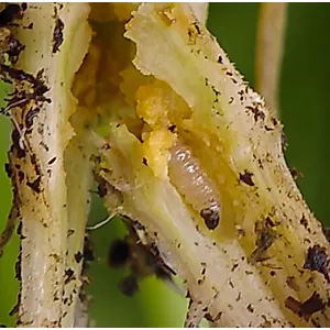 VivaTrap VT-100 Squash Vine Borer Moth Trap & Lure (2 Pack, 8 Week)