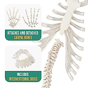Houseables Disarticulated Human Skeleton, Full Unassembled Anatomical Model, Life Sized, 62” Height, Plastic, w/Poster, Skull, Bones, Articulated Hand & Foot, Study of Skeletal System, Educational