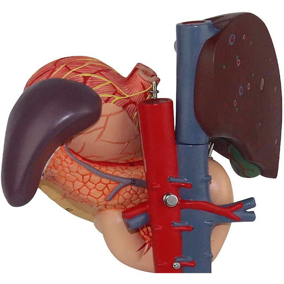 Educational Model, Assembly Educational Model Hepatopancreatic Duodenal Section Model Duodenal Anatomical Model Human Internal Organs Anatomical Model For Study Teaching Model For School,Education Te