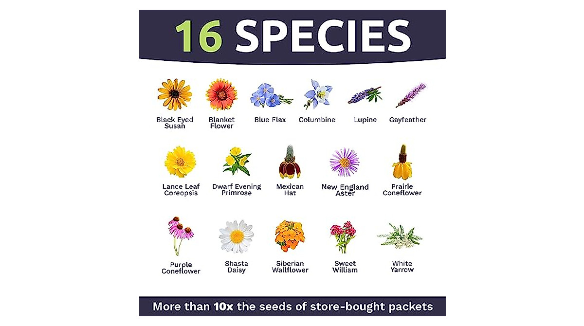 Perennial Wildflower Seeds Mixture - Bulk 1/4 Pound Bag - Over 60,000 ...