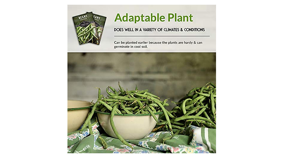 Grow Green Beans with Heirloom Provider Bush Seeds - Easy & Non-GMO