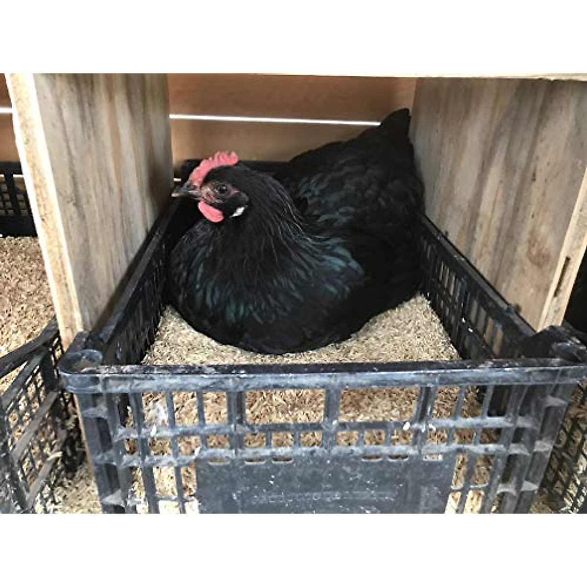 Rice Hulls - Organic Use - 5lb - House Plants – Gardening - Chicken Bedding Nesting