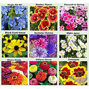 25 Heirloom Flower Seed Packets for Planting: 20+ Varieties Flower Seeds - Forget Me Not, Sunflower, Marigold, Zinnia Lilliput, Snapdragon, Hummingbird & Butterfly Wildflower Seeds and More