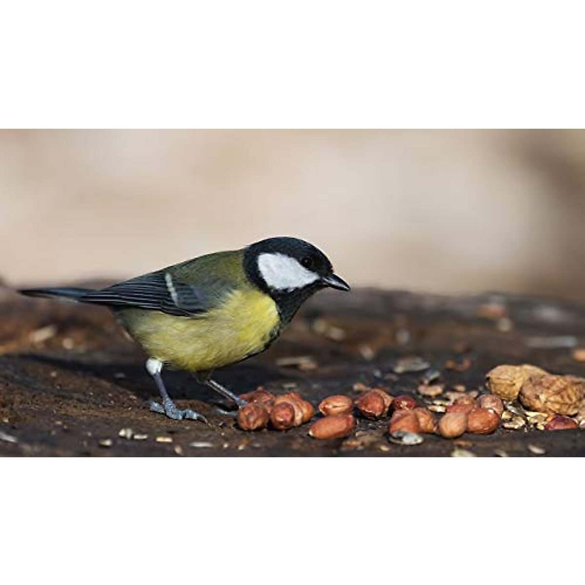 Wakefield Virginia Peanuts Bulk 45LB Bag Shelled Animal Peanuts for Squirrels, Birds, Deer, Pigs and a Wide Variety of Wildlife, Raw Peanuts/Bulk Nuts/Blue Jays/Cardinals/Woodpeckers