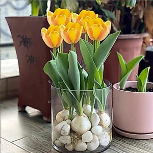 5 Pounds River Rocks Pebbles Natural Stones, As Aquarium Rocks Fish Tank Gravel, Decorative Rocks for Aquariums,Plants,Planters,Landscaping - White