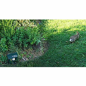 Bird-X Yard Gard Electronic Animal Repeller keeps unwanted pests out of your yard with ultrasonic sound-waves