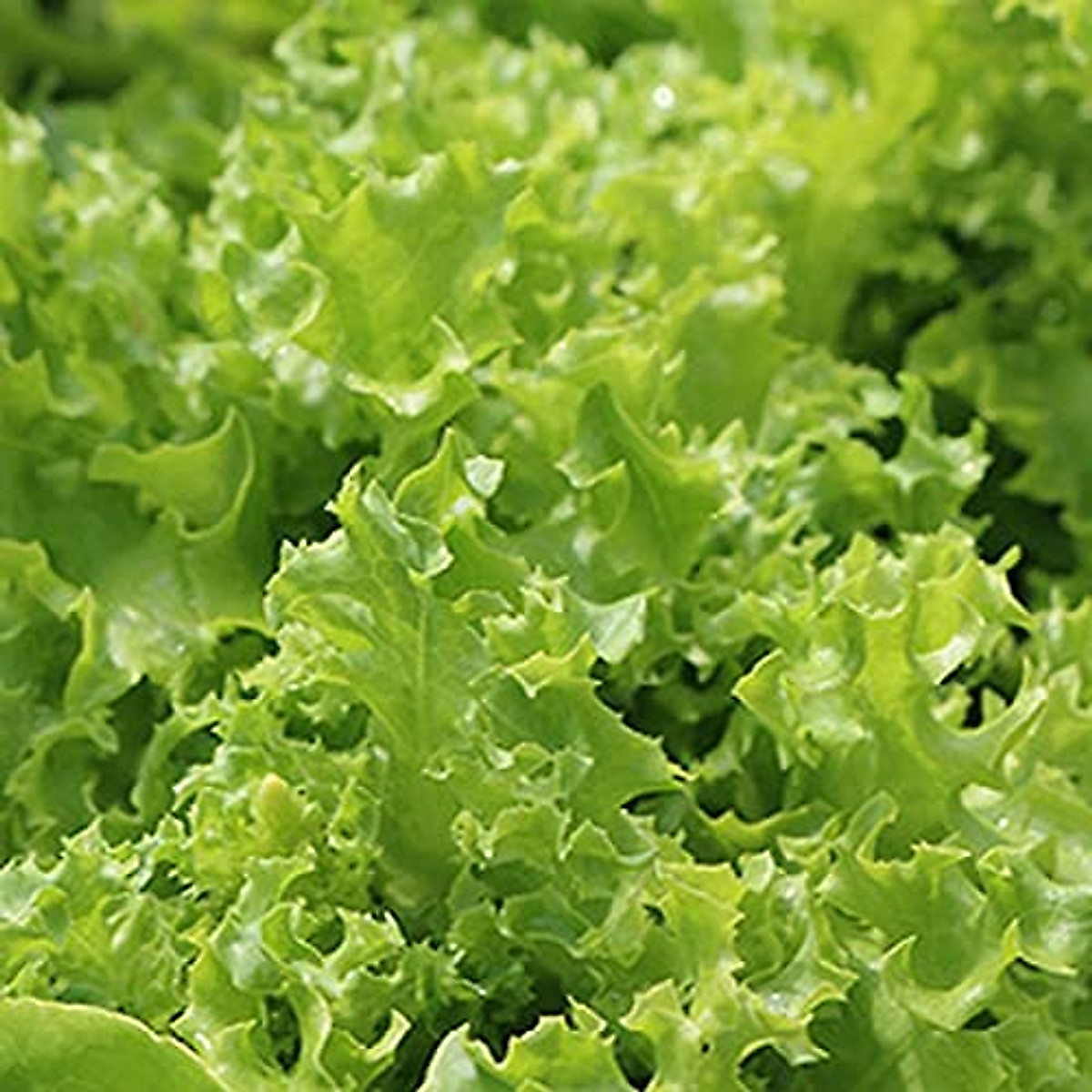 David's Garden Seeds Lettuce Oakleaf Tango FBA-9423 (Green) 200 Non-GMO, Open Pollinated Seeds