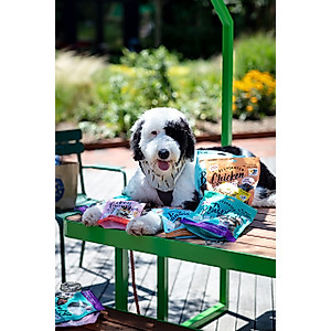 Pet Jerky Factory Turkey & Pumpkin 12 oz. Dog Jerky Treats | 100% Human Grade | USA Made | High Protein | Grain Free | Limited Ingredients | No Filler | BHA-BHT Free | Soft-Tender