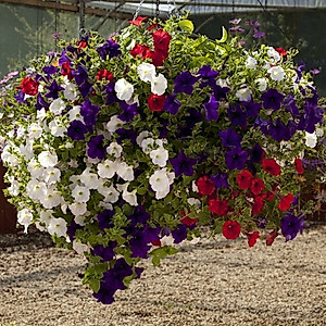 Ultimate Hanging Baskets - Strawberry, Tomato, Flower, and Herb Outdoor Planters - Use Garden Pots For Growing Plants Outside On A Deck, Fence, or Balcony (2, Mocha)