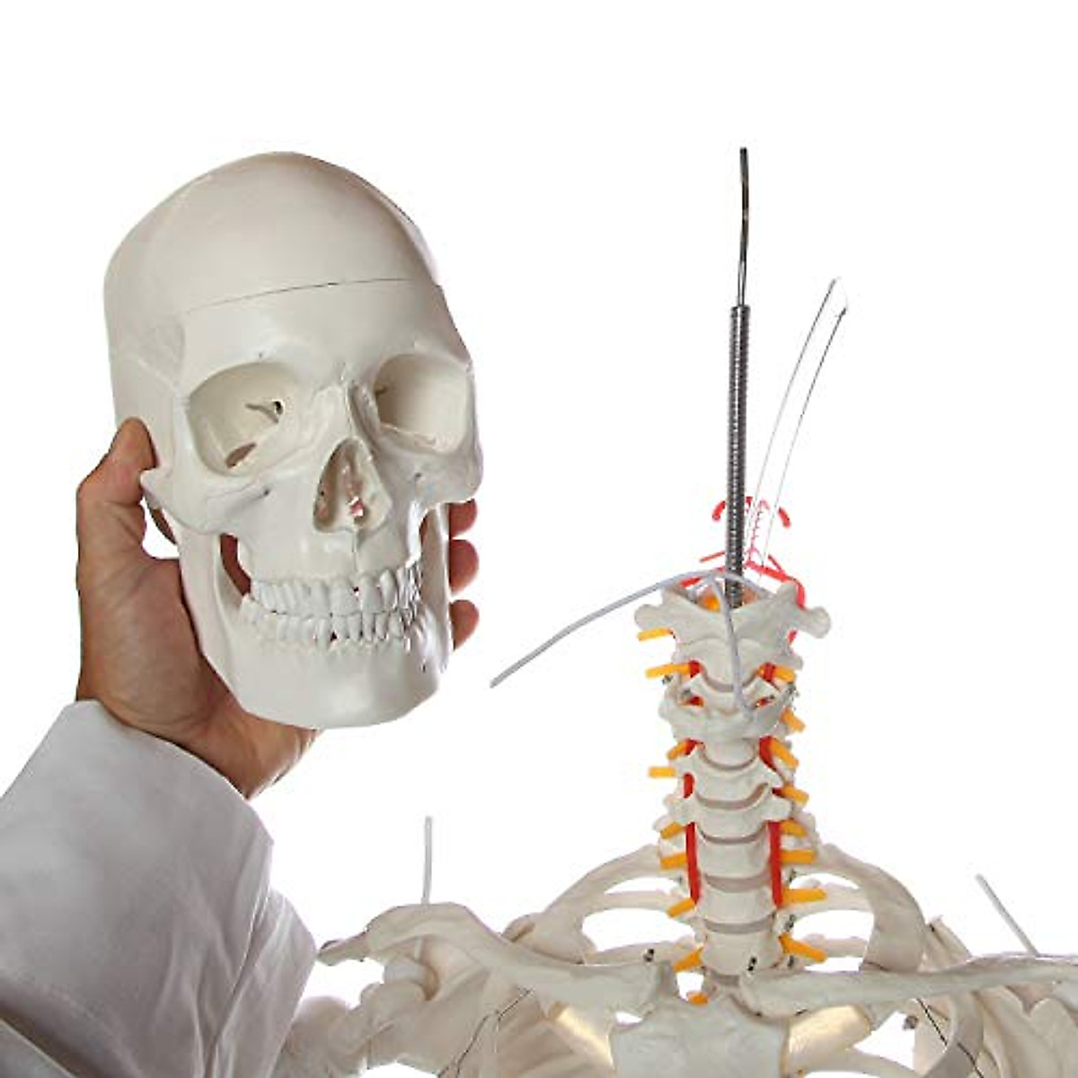 Axis Scientific Flexible Life-Size Skeleton Anatomical Model, Bundle ...