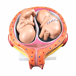 Jackson Global JS00073 Fetus Development Model | Set of 8 Models，14 Pieces in Total | Key Anatomical Features Labelled with Accompanying Key Card