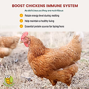 GOLDWORMS 2LBS Superior to Dried Mealworms for Chickens - Non-GMO Dried Black Soldier Fly Larvae - 85X More Calcium Than Meal Worms - BSF Larvae Treats for Wild Birds, Hens, Ducks, Reptiles