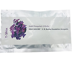 Oxalis Triangularis 10 Bulbs Purple Shamrocks Lucky Lovely Flowers Bulbs Grows for Garden and pots