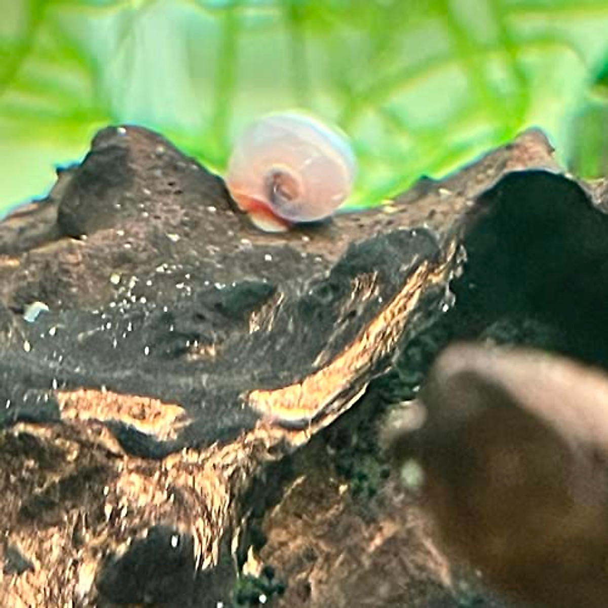 10 Live Ramshorn Snails by Dylfinds for Freshwater Aquarium/Pond Colony Start Clean-up Crew Planorbella Duryi (Bubblegum Pink)