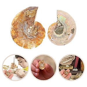 iplusmile 2pcs Animal Fossil Collection Paleontology Fossil Sample Science Specimen Snails Ammonite Fossil Ornaments for Biological Science Educational Teaching Props