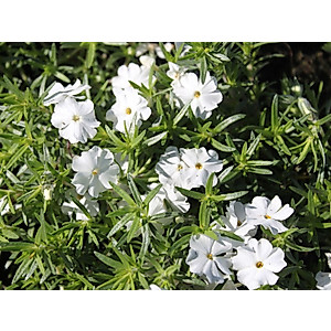 seedcaps White Creeping Phlox Seeds for Planting - (Phlox Albomarginata) 500 Whitemargin Phlox Seeds Creeping Phlox Seeds Perennial Ground Cover