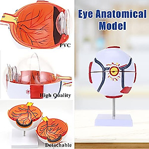 HINGONS 6X Enlarged Human Eye Anatomical Model, Anatomically Eyeball Display Model with Removable Stand for Medical Science Education & Anatomy