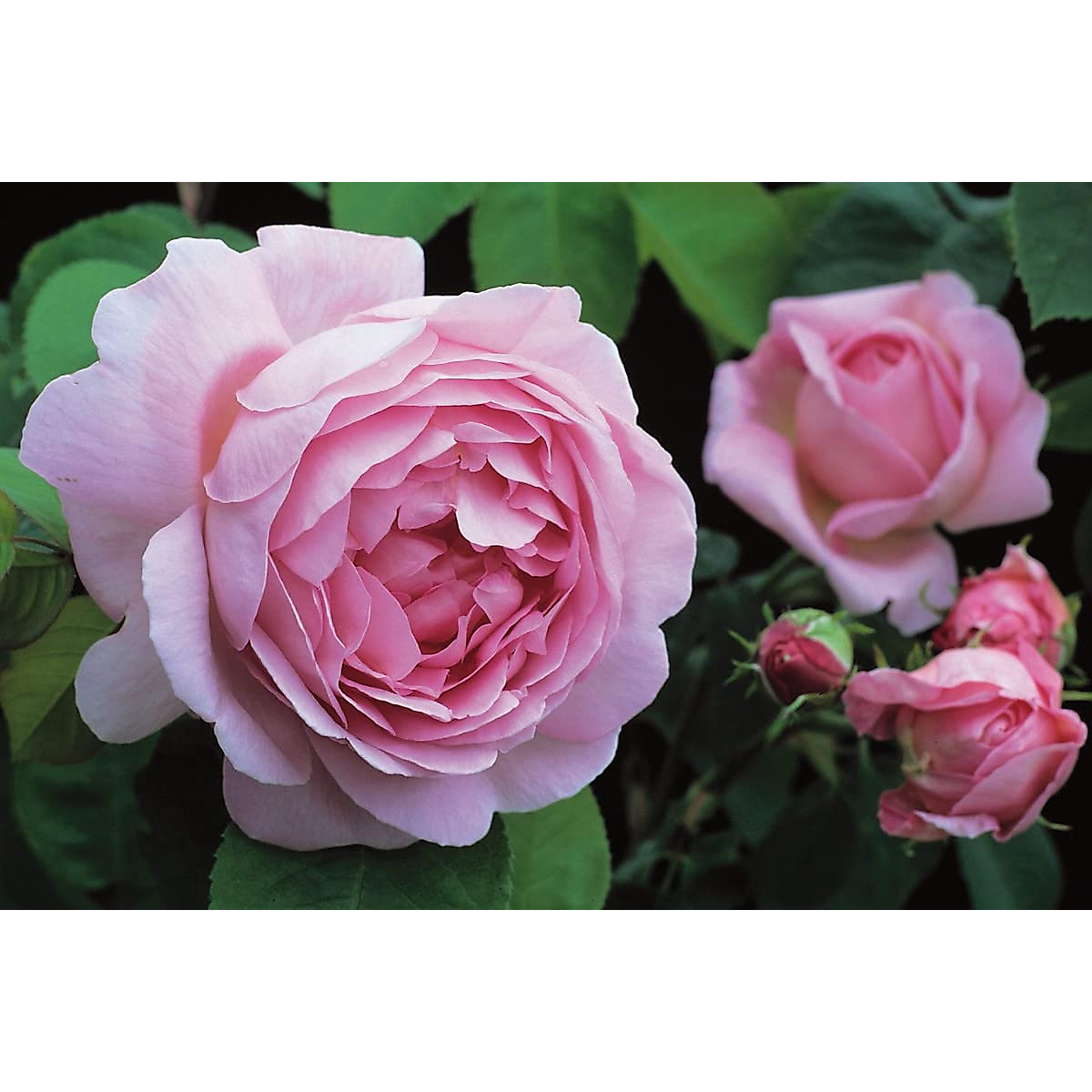 10 Pink Climbing Rose Flower Seeds, Rose Seeds for Planting, Rose Shrub Flower Bush Perennial Ornament Garden