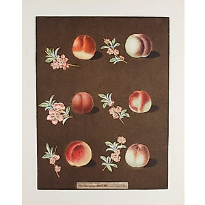 [Nectarine] Vermash Nectarine; Violet HΓtive Nectarine; Roman Nectarine; North's Scarlet Nectarine; Elrouge Nectarine; Peterborough Nectarine