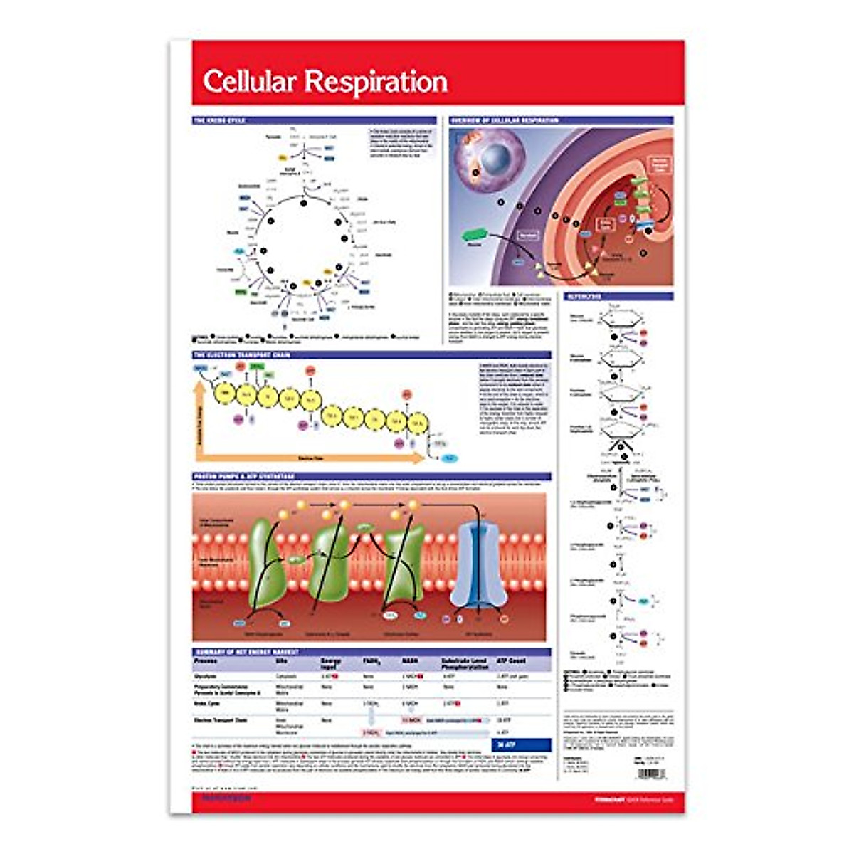 Cellular Respiration Chart Guide - 24" x 36" Laminated Wall Poster - Biology Quick Reference Chart