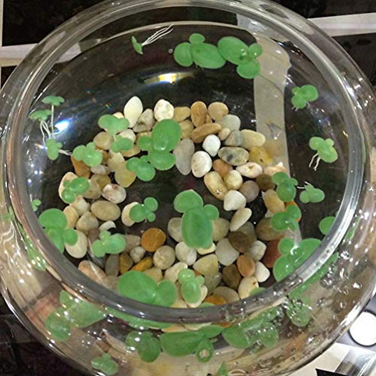 balacoo 36pcs Fish Tank Plant with Root Aquarium Floating Plants Artificial Aquarium Plants Fish Tank Plant Decorations Water Plants Ornament for Fish Tank Landscape Decor