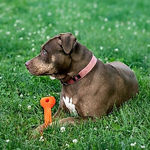 Jersey Dog Co. Chompi Bone Dog Toy, Chew Bone, Made in USA