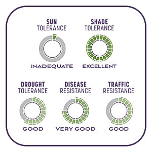 Pennington Smart Patch Dense Shade Mix 10 lb