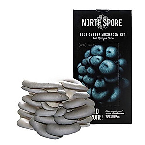 North Spore Organic Blue Oyster Mushroom Spray & Grow Kit (4 lbs) | USDA Certified Organic, Non-GMO, Beginner Friendly & Easy to Use | Grow Your Mushrooms at Home | Handmade in Maine, USA