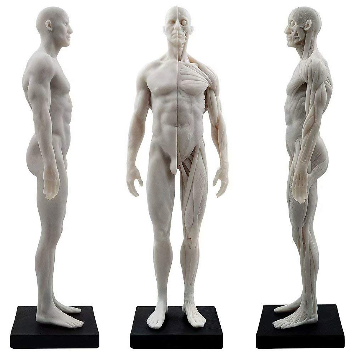 Global-Dental 11 inch Male Human Anatomical Model Art Anatomical Figure White