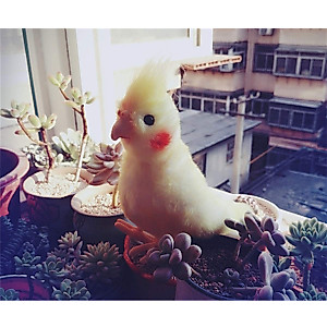 TAMMYFLYFLY Lifelike Cockatiel Parrot Bird Plush Stuffed Animal Toy Yellow Bird Cute Animal Model