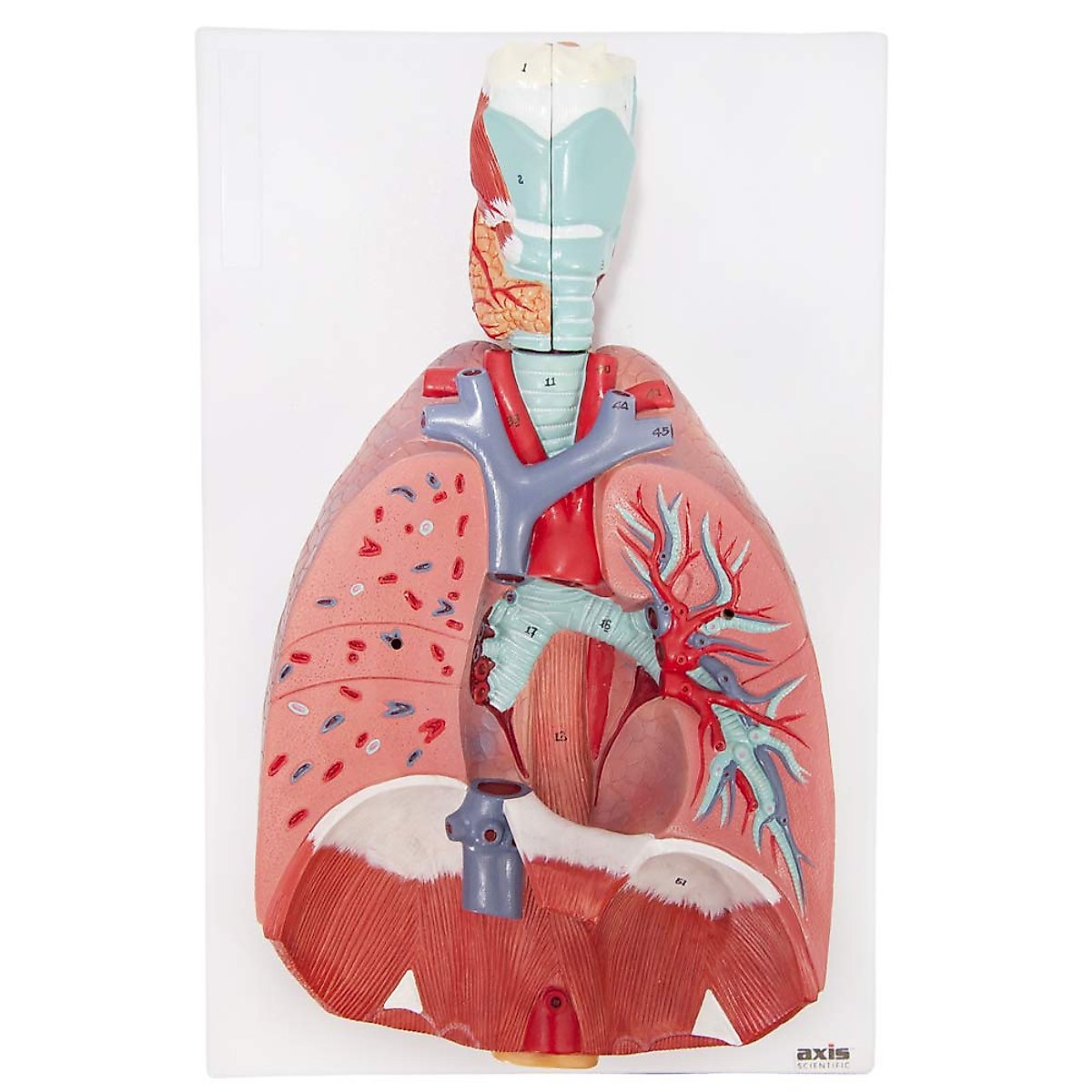Axis Scientific Human Lung and Respiratory System Model | 3/4 Life Size Model has 7 Removable Parts | Includes 2 Part Heart and Detachable Larynx | Includes Product Manual