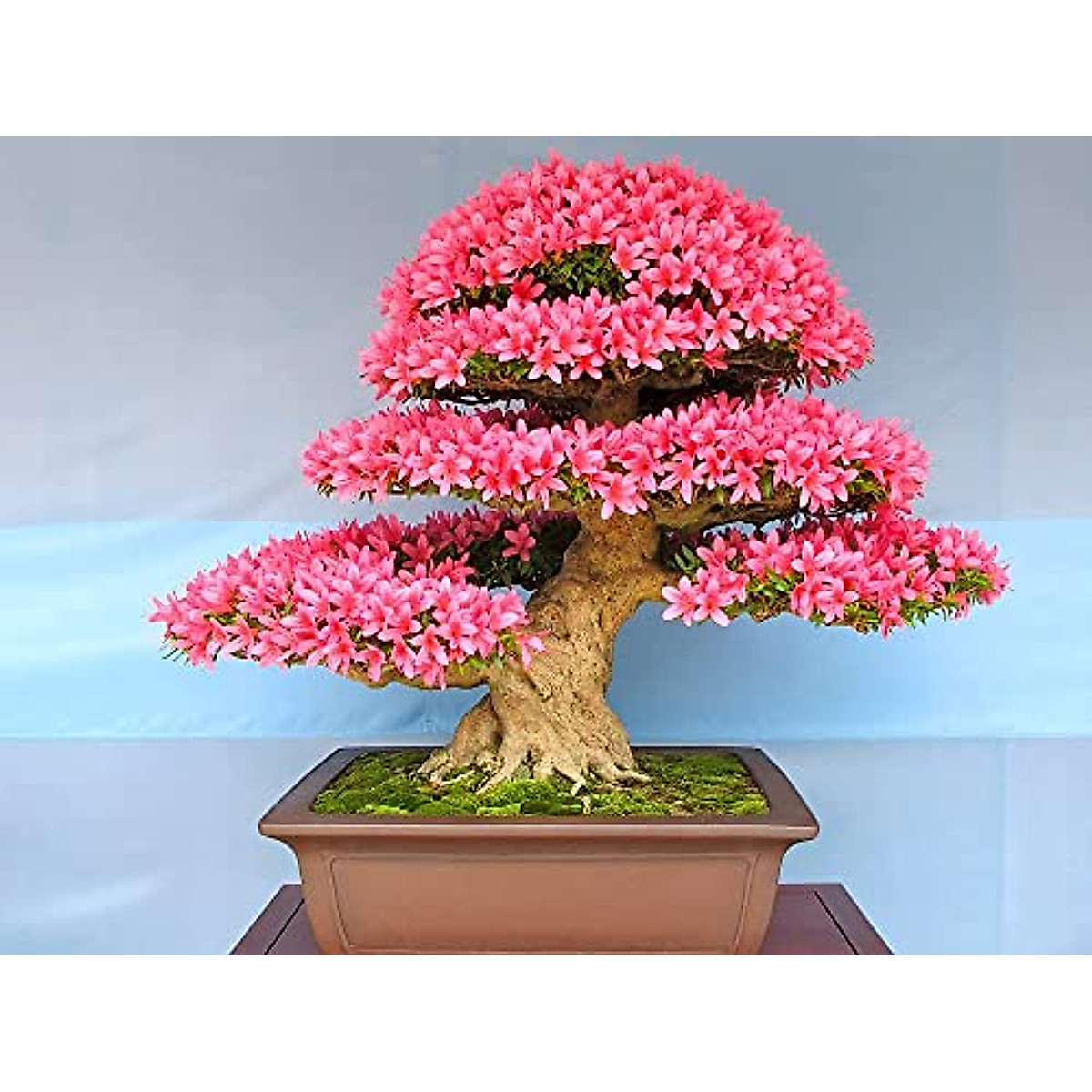 Flowering Bonsai Tree Seeds - Judas Tree (Cercis siliquastrum) | 20 Seeds | Flowering Tree Prized for Bonsai