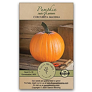 Gaea's Blessing Seeds - Pumpkin Seeds (4.0g) Jack O Lantern Non-GMO Seeds with Easy to Follow Planting Instructions - Heirloom 90% Germination Rate