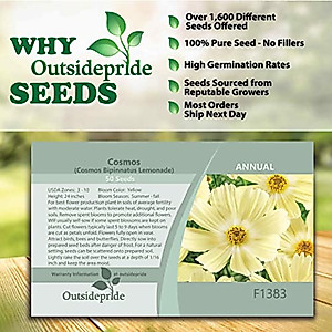 Outsidepride Cosmos Bipannatus Lemonade Yellow Cut Flower Garden Seeds - 50 Seeds