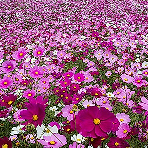 Outsidepride Cosmos Garden Wild Flower Seed Mix - 1 LB