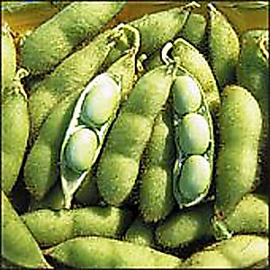 Envy Soybeans Seeds (20+ Seeds) | Non GMO | Vegetable Fruit Herb Flower Seeds for Planting | Home Garden Greenhouse Pack