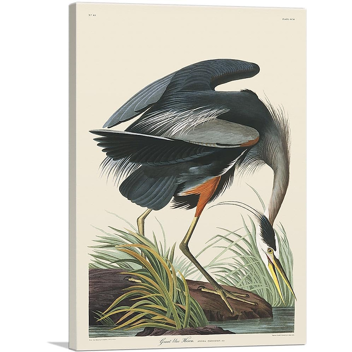 ARTCANVAS Great Blue Heron Canvas Art Print Stretched Framed Painting Picture Poster Giclee Wall Decor by John James Audubon - 40" x 26" (0.75" Deep)
