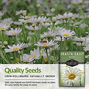 Survival Garden Seeds - Shasta Daisy Seed for Gardening - Packet with Instructions to Plant and Grow Beautiful White Perennial Flowers in Your Home Flower Garden - Non-GMO Heirloom Variety