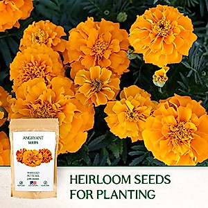 Marigold Petite Mix Seeds - 999+ Heirloom Flower Seeds for Planting Indoors and Outdoors in Your Home Garden - Non GMO, USA Grown - Annual, Open Pollinated Wildflower Seeds Bulk for Companion Planting